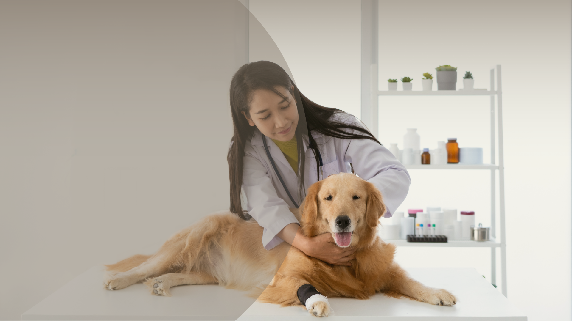 VEC - Veterinary Excellent Care